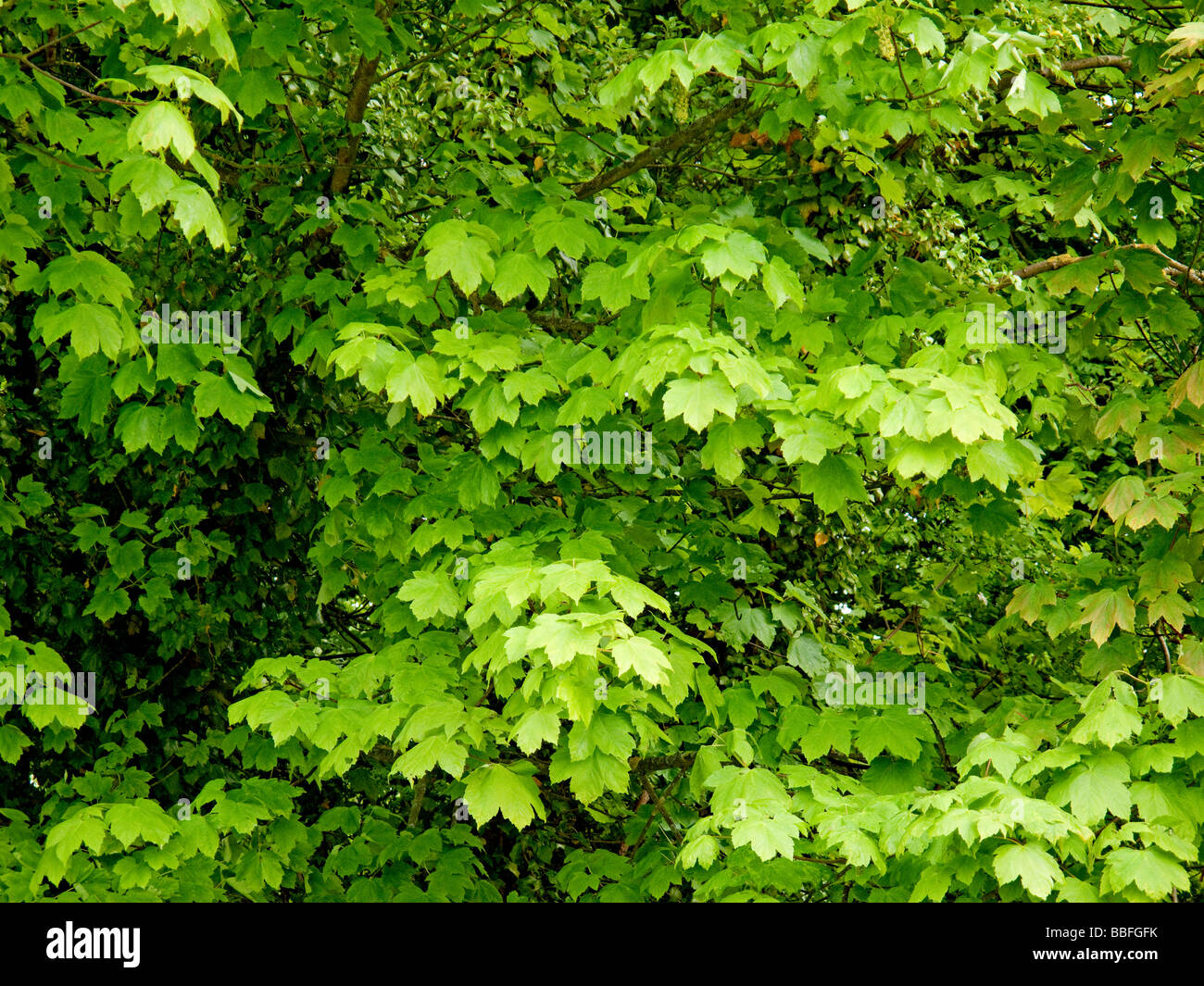 Spring leaves on trees Stock Photo - Alamy