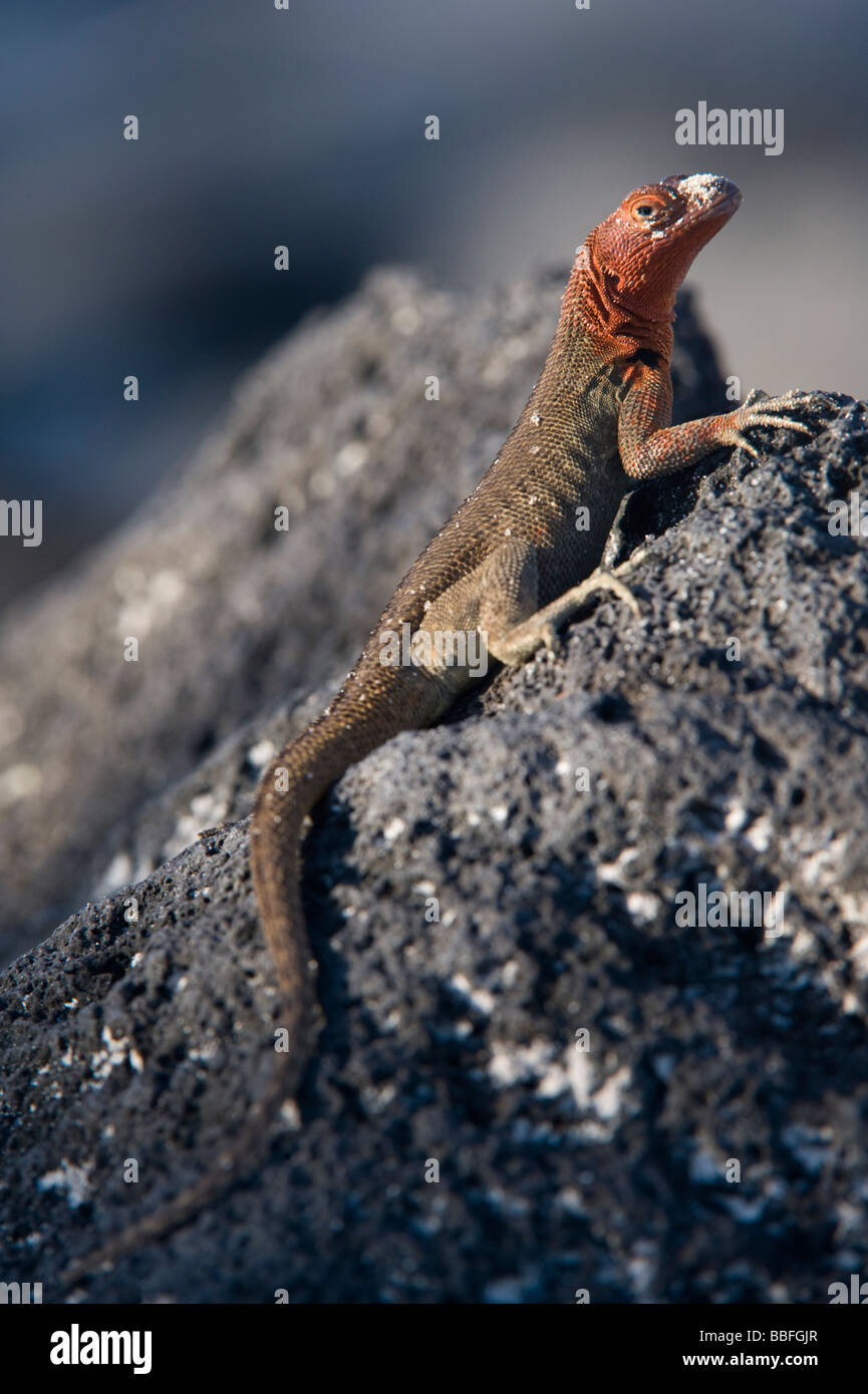 Espaniola Lava Lizard Microlophus delanonis posed on stone Punta Suarez ...