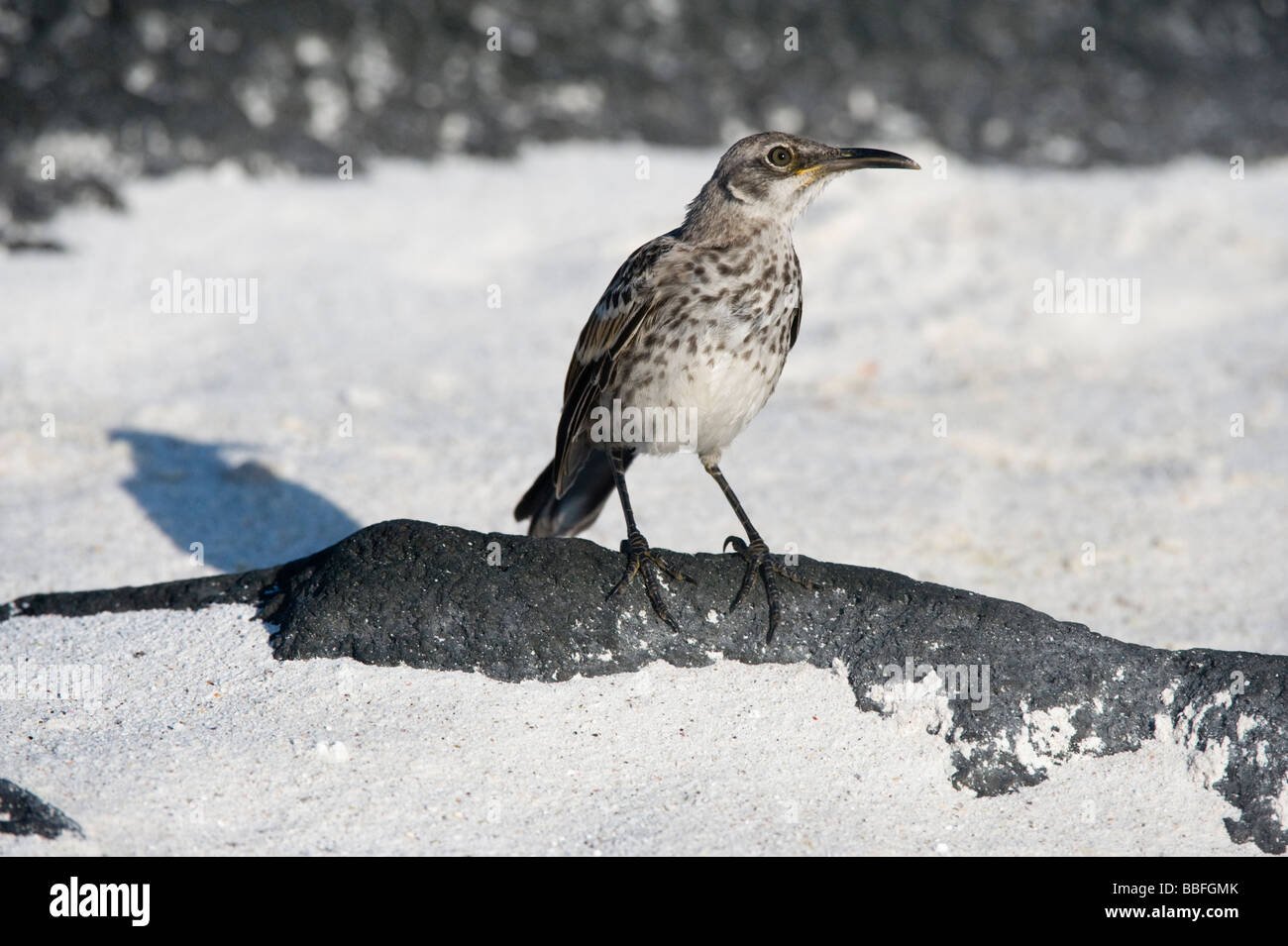 Hood Mockingbird Nesomimus macdonadi juvenile Gardner Bay Espanola Hood ...