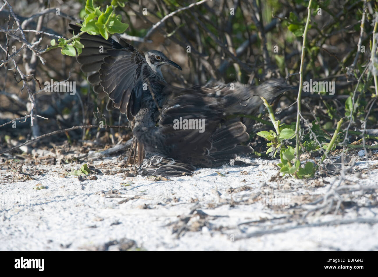 Espanola Mockingbird Stock Photos & Espanola Mockingbird Stock Images ...