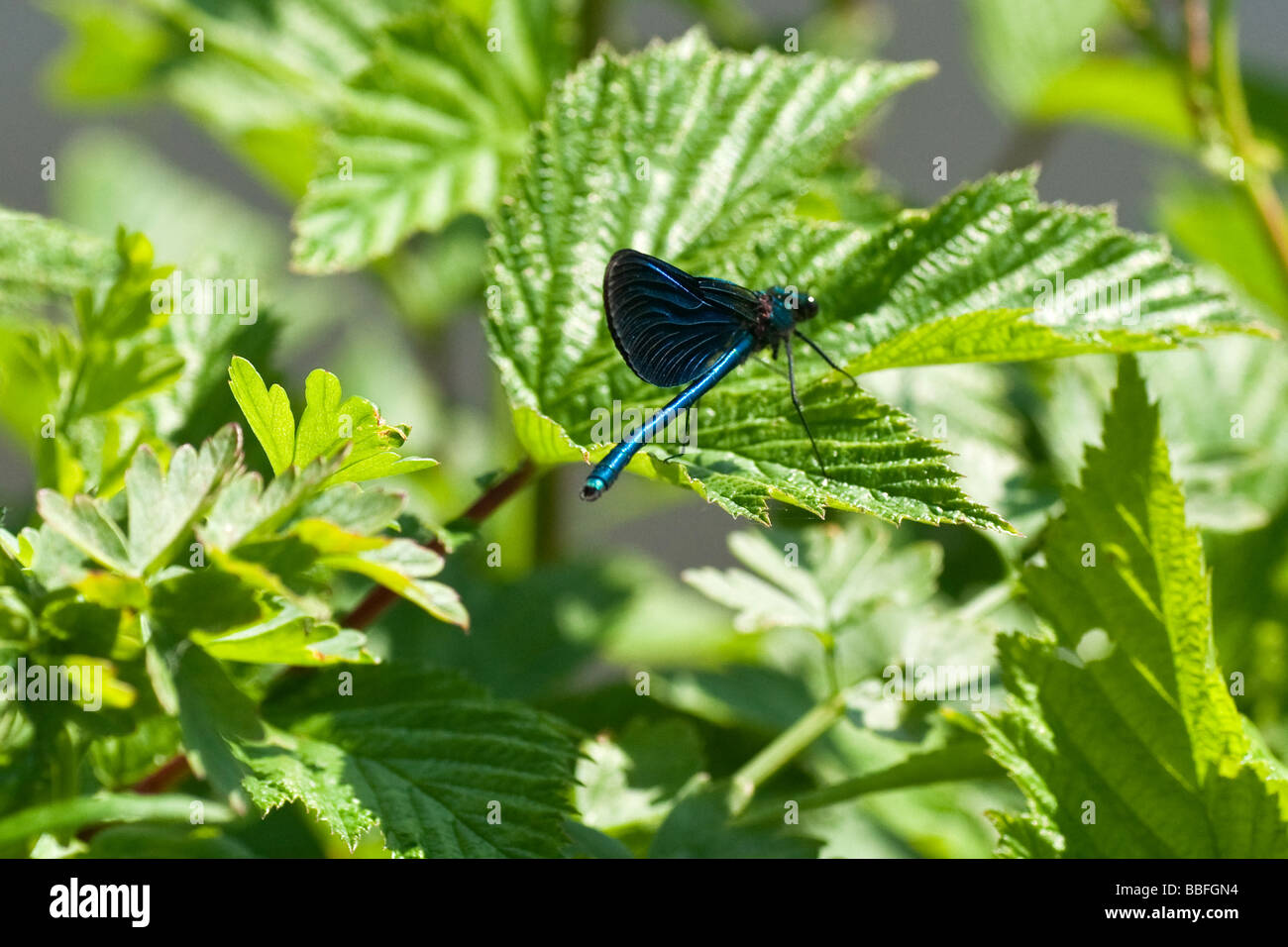 Dragonfly on river-bank Stock Photo - Alamy