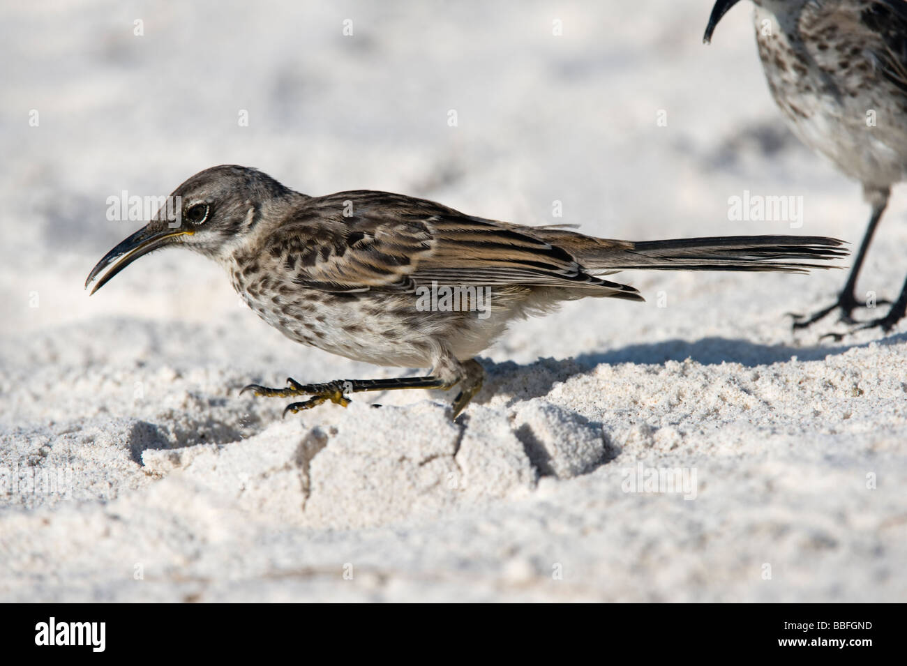 Hood Mockingbird Nesomimus macdonadi juvenile Gardner Bay Espanola Hood ...