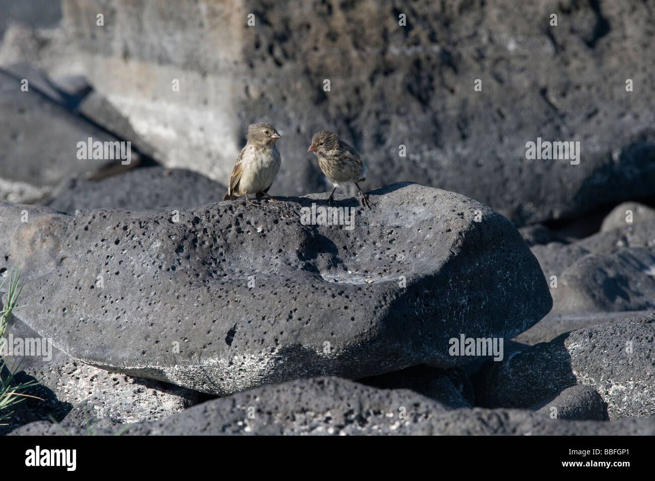 Sharp-beaked Ground-Finch (Geospiza difficilis) Gardner Bay Espanola ...