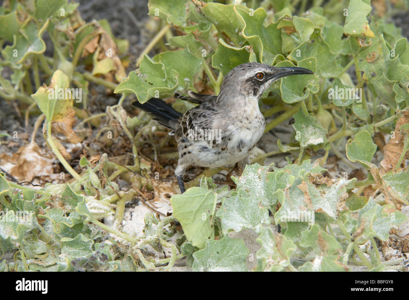 Hood Mockingbird Nesomimus macdonaldi Gardner Bay Espanola Hood ...