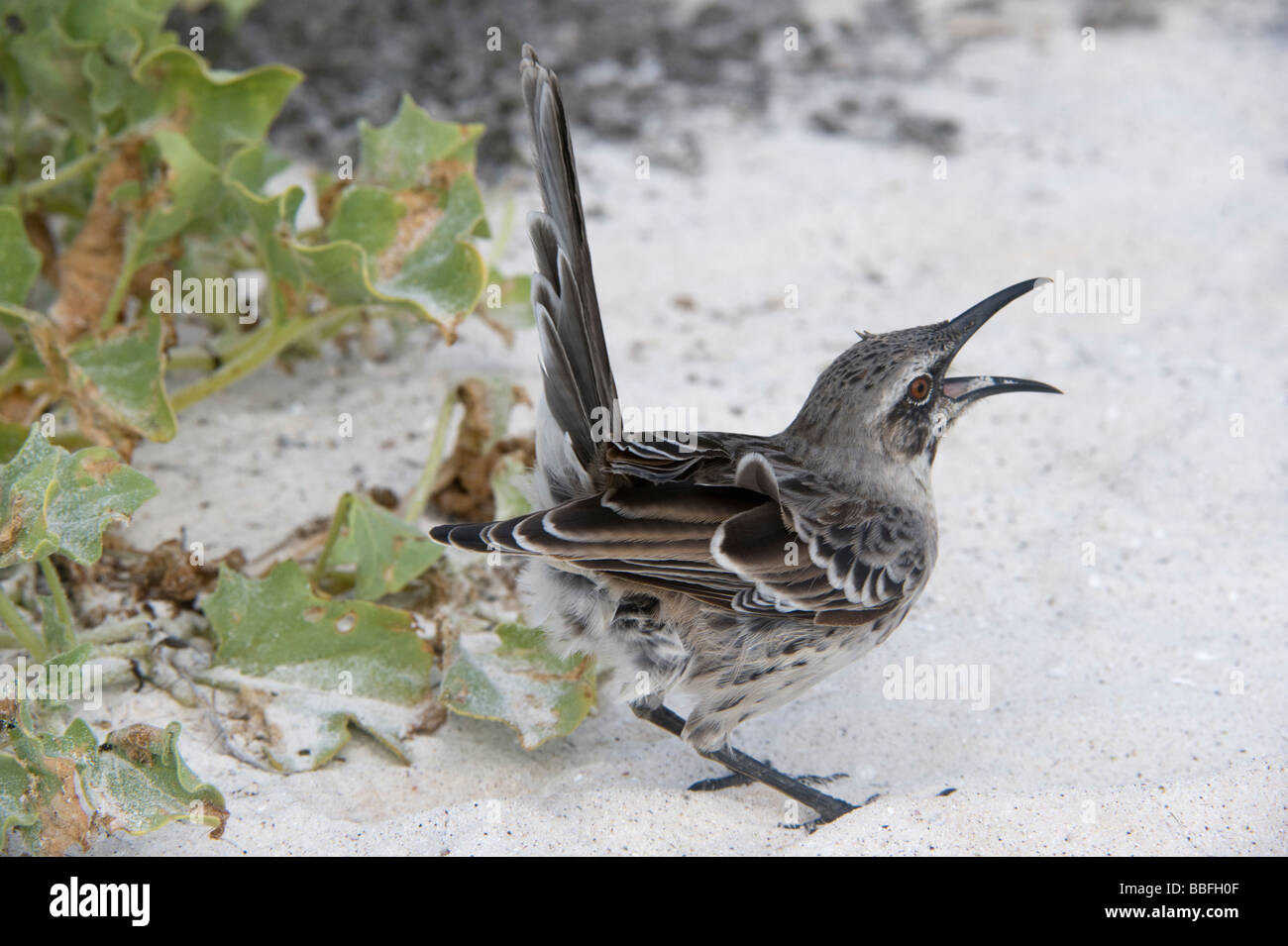 Hood Mockingbird Nesomimus macdonadi juvenile begging for food Gardner ...