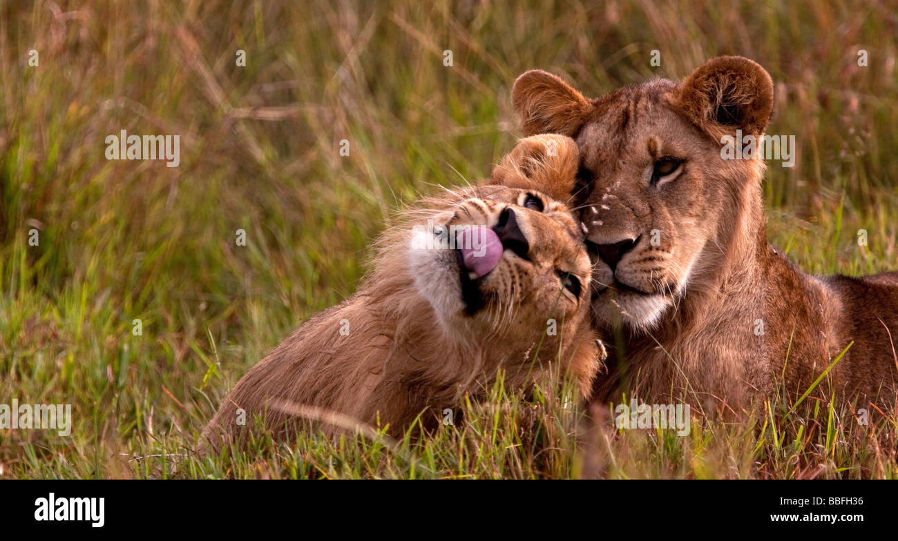 Two wild lions hi-res stock photography and images - Alamy