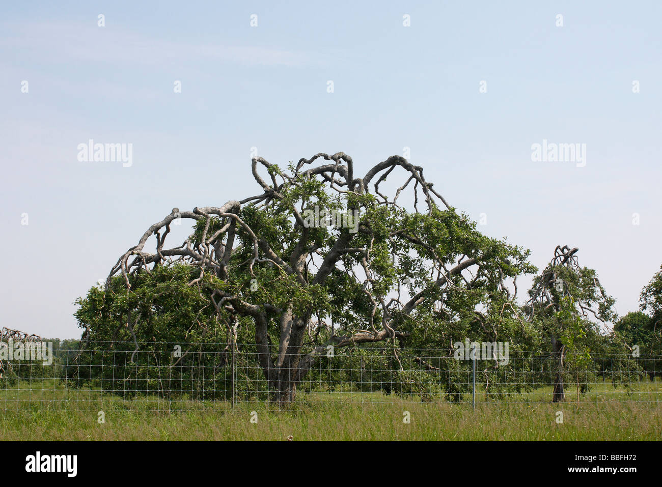 The orchard apple trees against blue sky in the Summer nobody rural ...