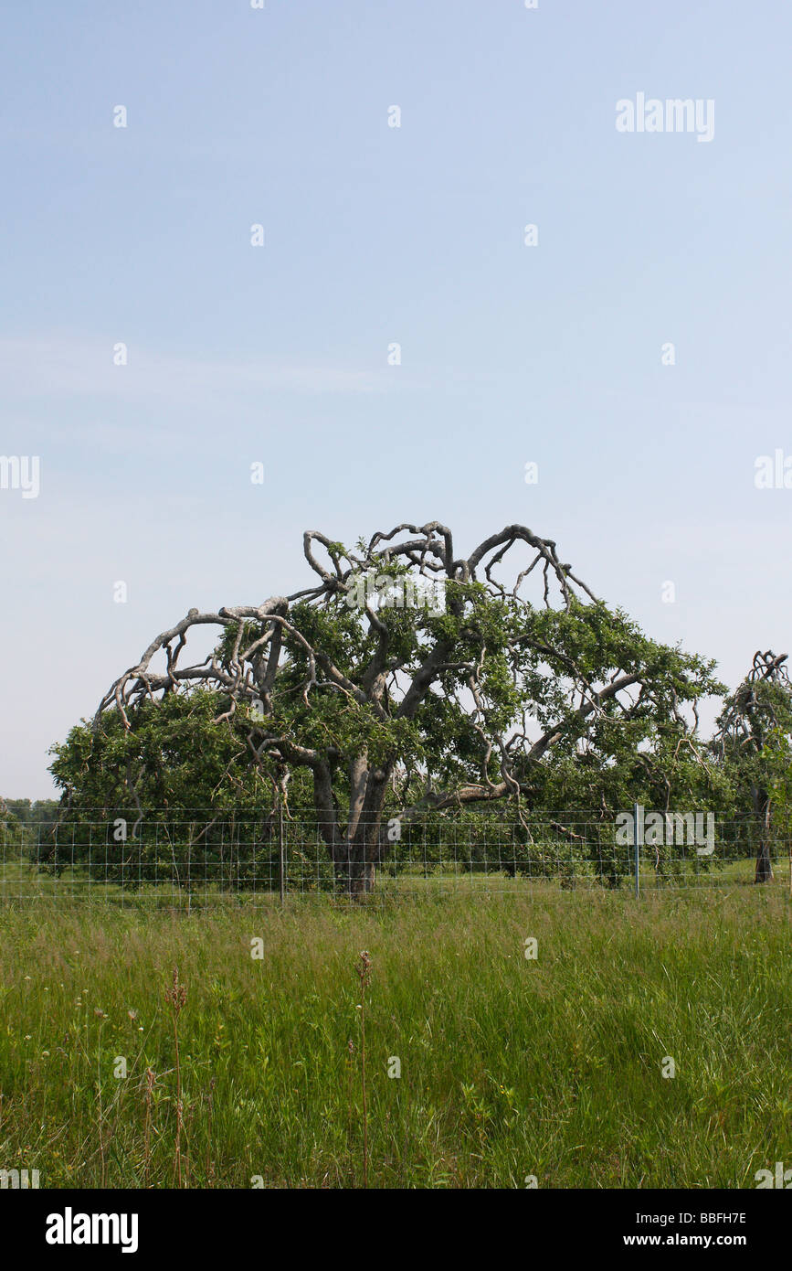 The orchard apple trees against blue sky in the Summer nobody rural ...