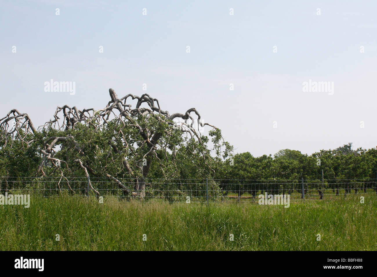 The orchard apple trees against blue sky in the Summer nobody rural ...