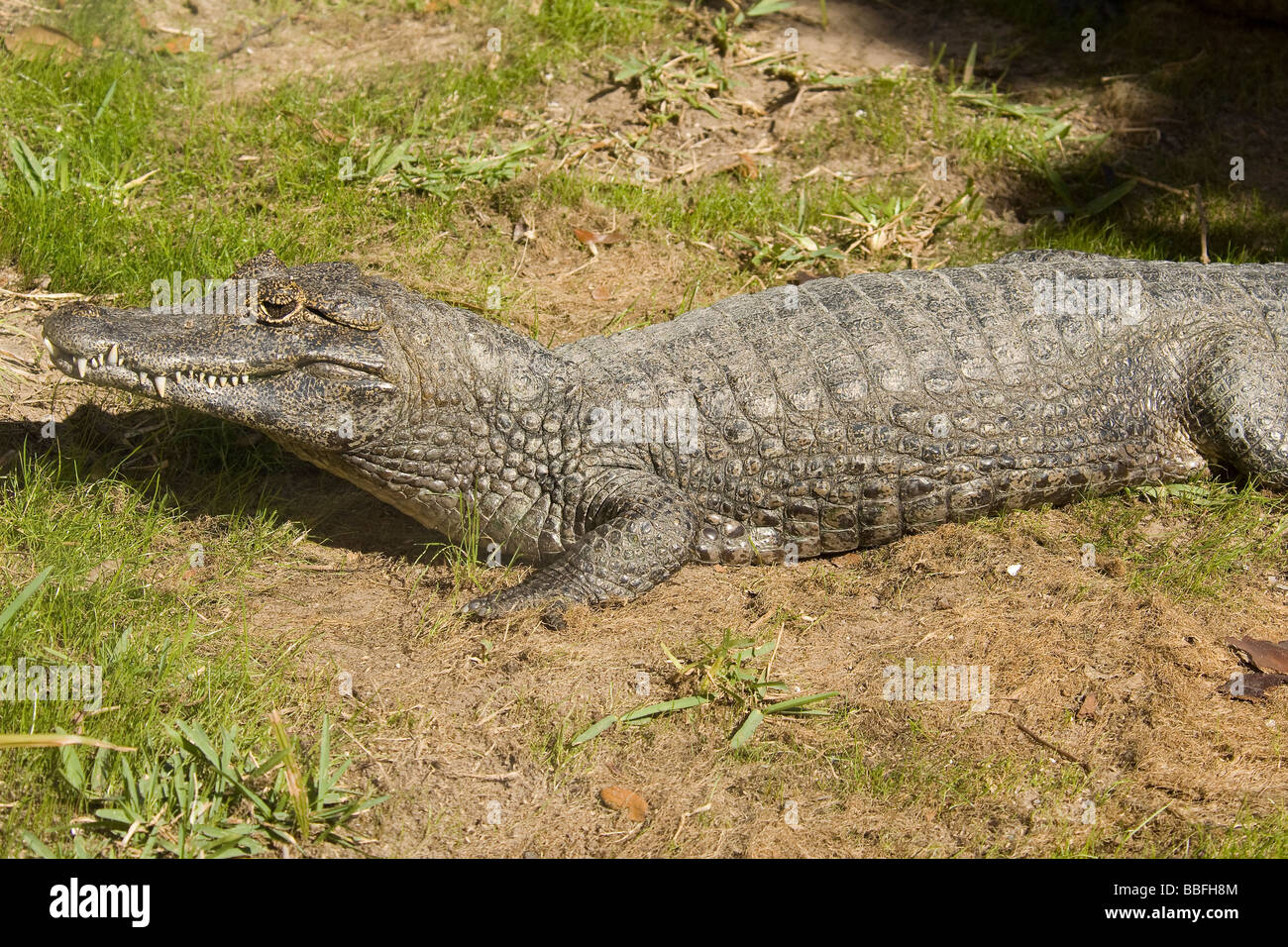 Caiman yacare hi-res stock photography and images - Alamy