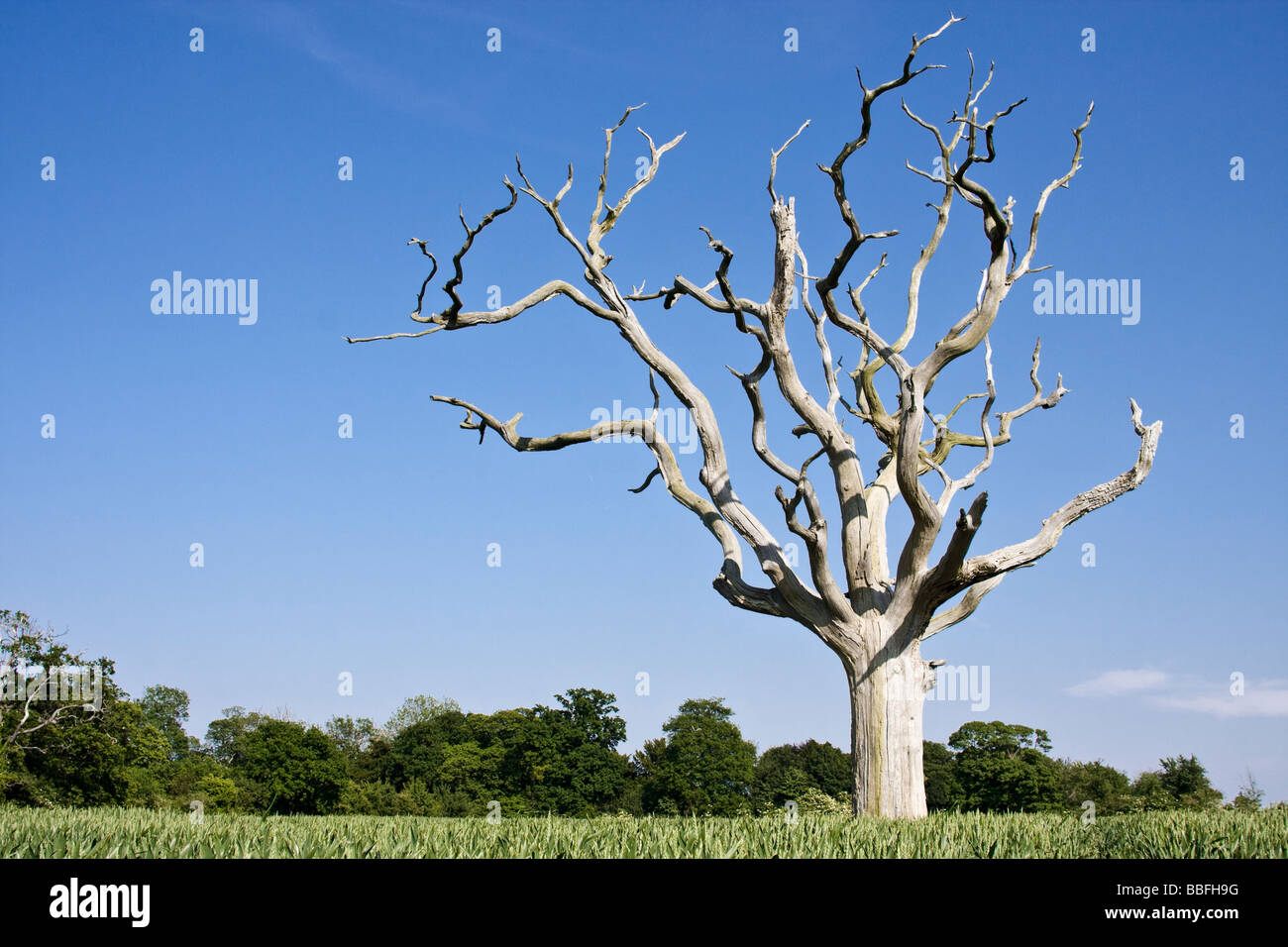 Dead Tree in a Wheat Field Stock Photo - Alamy