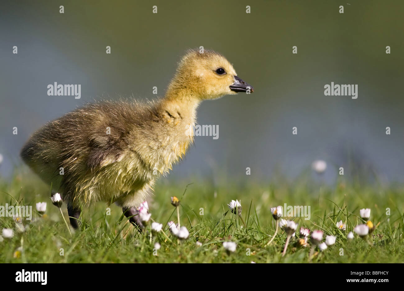 Gosling hi-res stock photography and images - Alamy