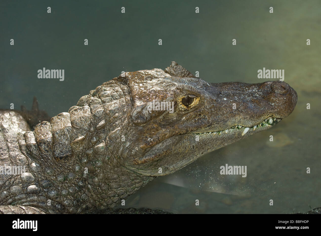 Spectacled caiman caiman crocodilus teeth hi-res stock photography and ...