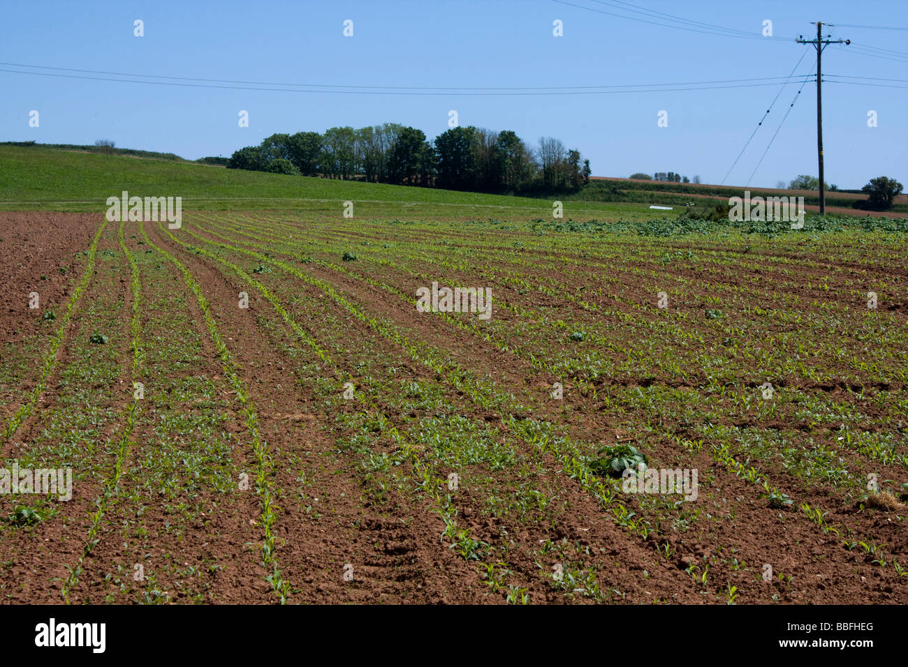 grass roots crops starting to grow field devon england uk gb Stock ...
