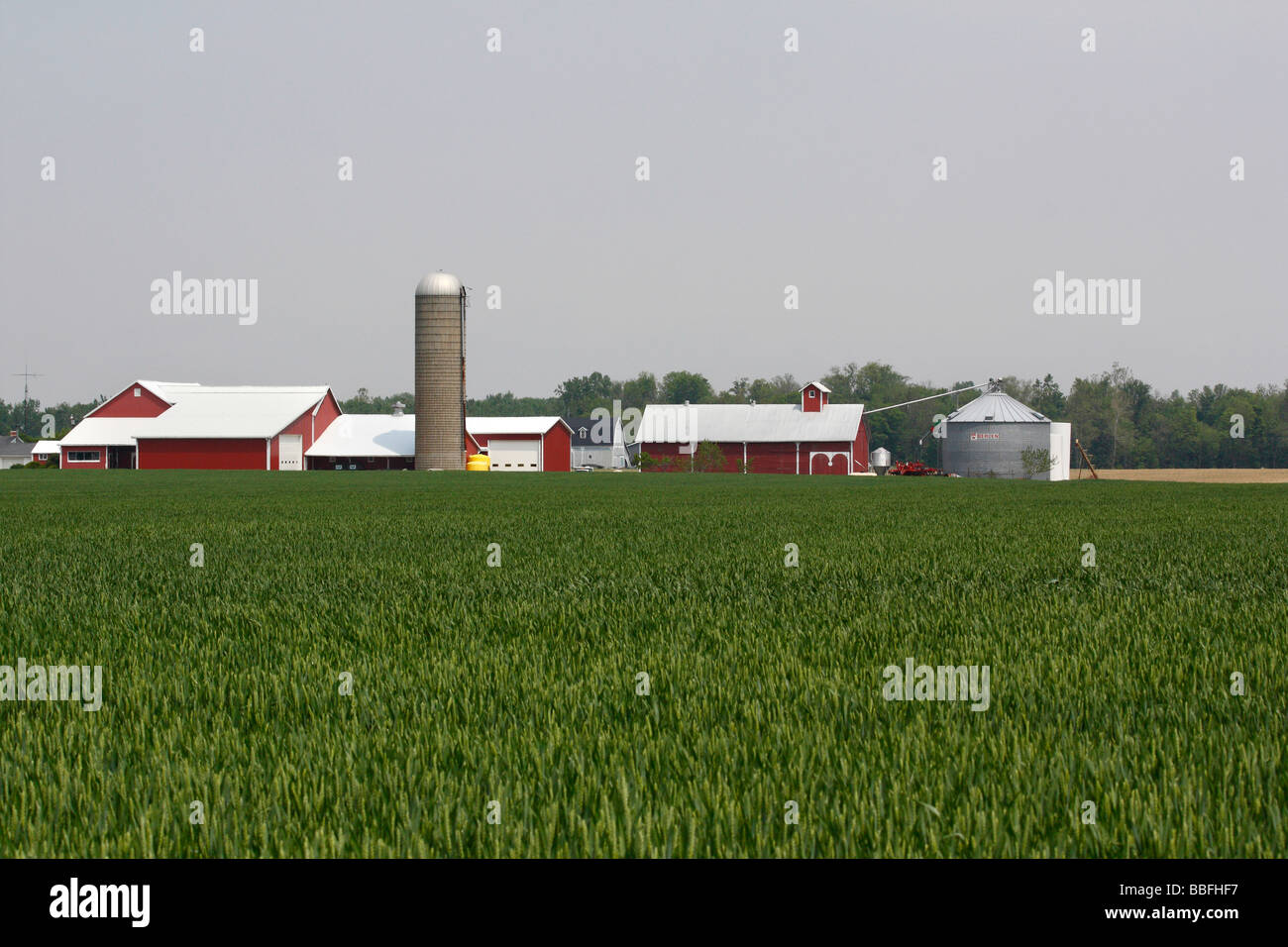 American rural farming with green wheat field and grain silo in OH USA ...