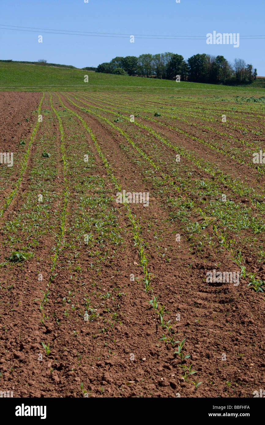 grass roots crops starting to grow field devon england uk gb Stock ...