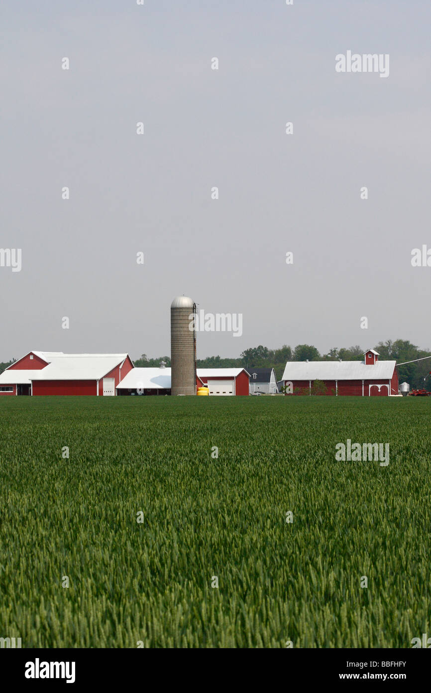 Farming green cobs of wheat on a field farmland with a farmhouse and ...