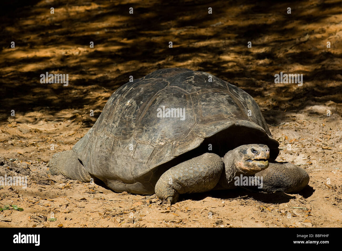 Galapagos Tortoise Geochelone elephantopus porteri Stock Photo - Alamy