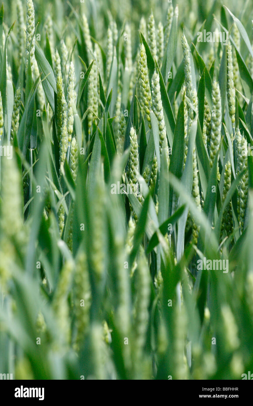 Farming green cobs of wheat on a field farmland in Ohio OH USA US from ...