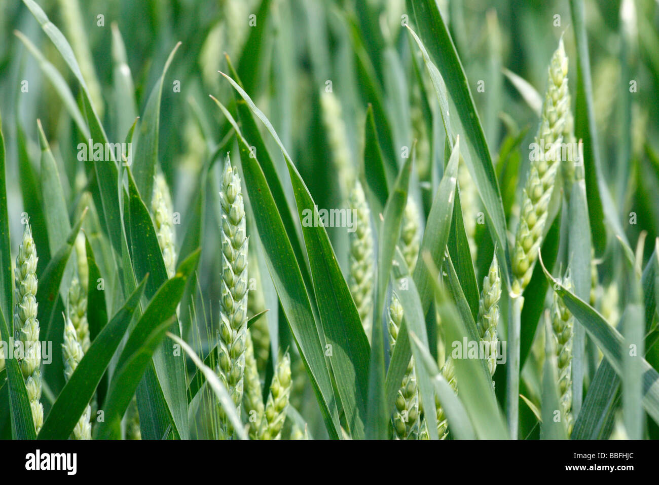 Farming green cobs of wheat on a field farmland in Ohio OH USA US from ...