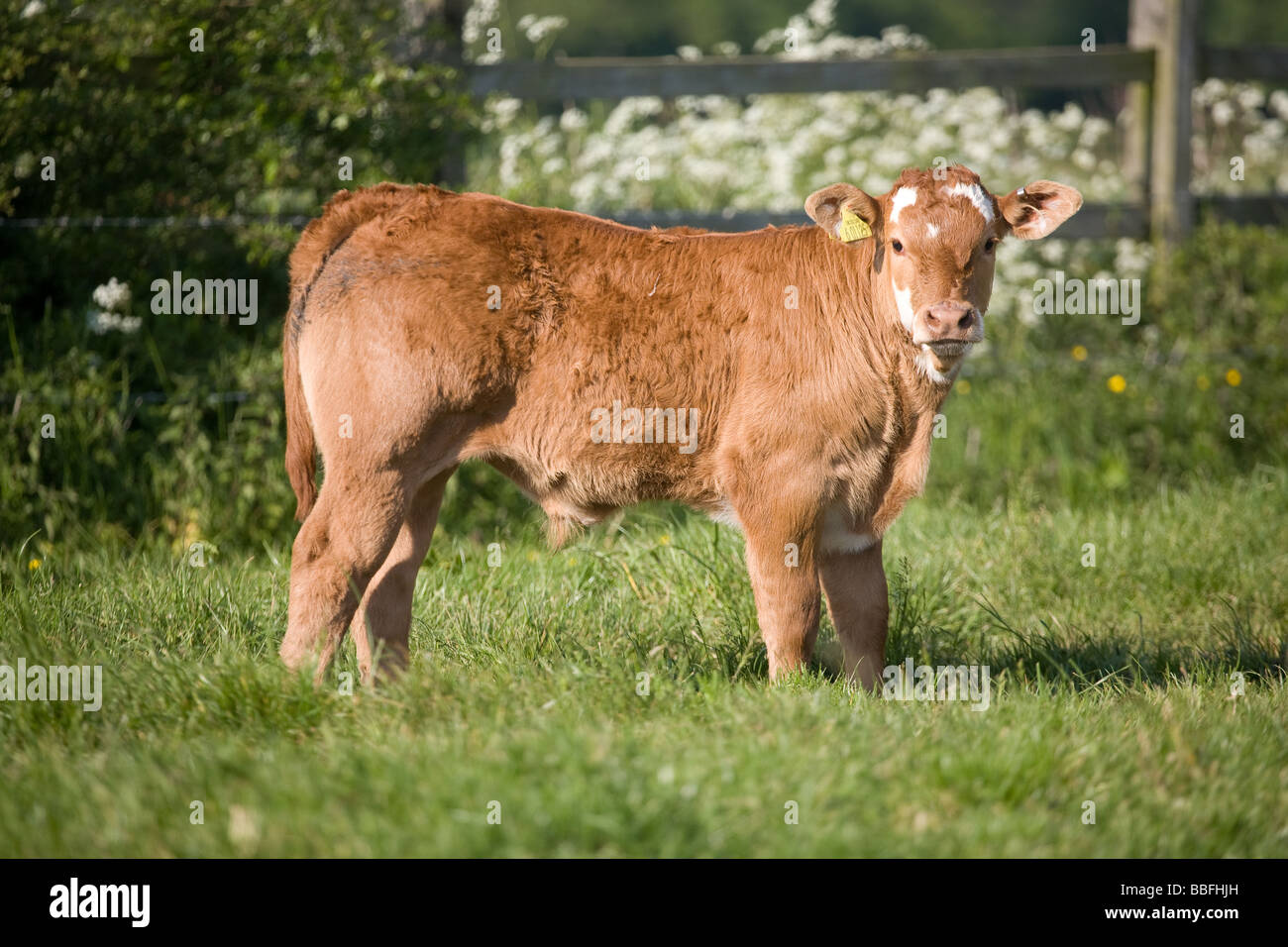 Beef calf hi-res stock photography and images - Alamy