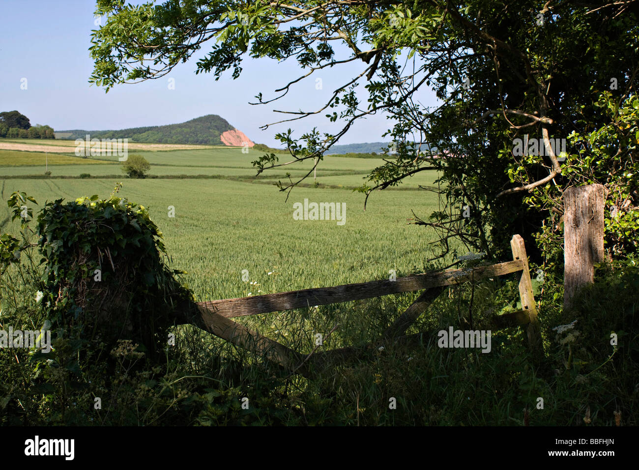 south devon rolling countryside summer england uk gb Stock Photo - Alamy