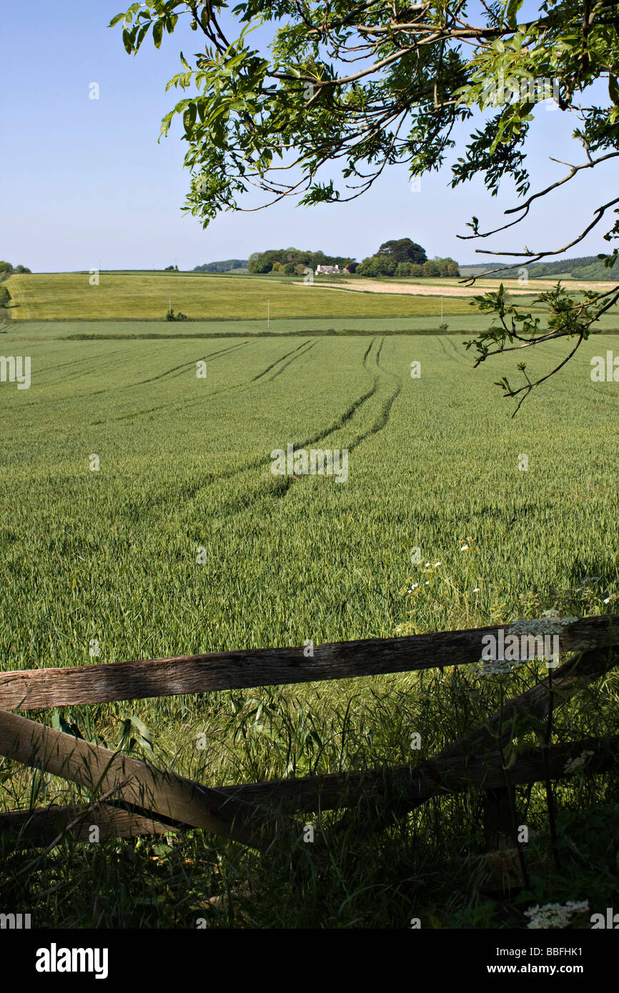 south devon rolling countryside summer england uk gb Stock Photo - Alamy