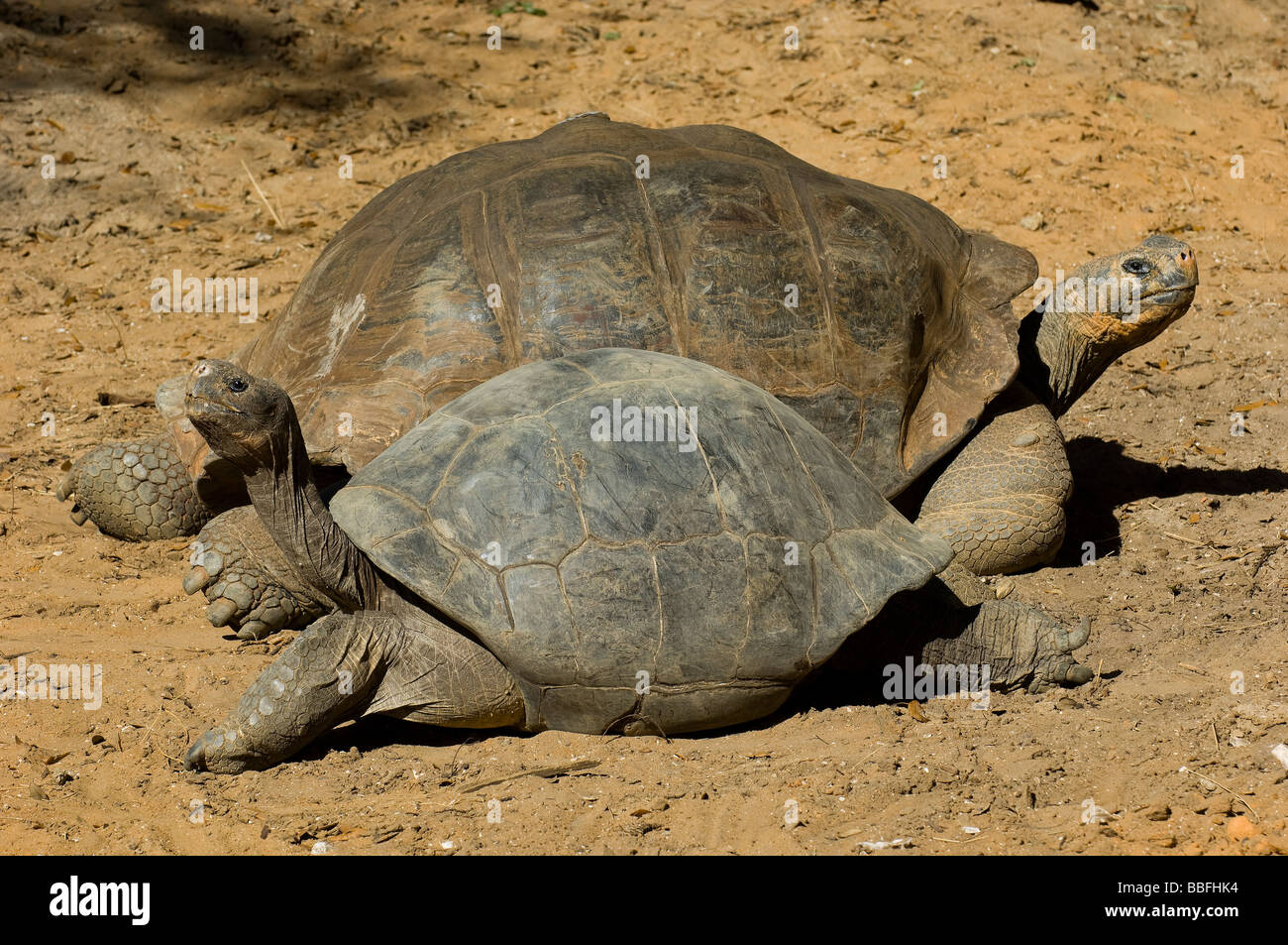 Galapagos Tortoise Geochelone elephantopus porteri Stock Photo - Alamy