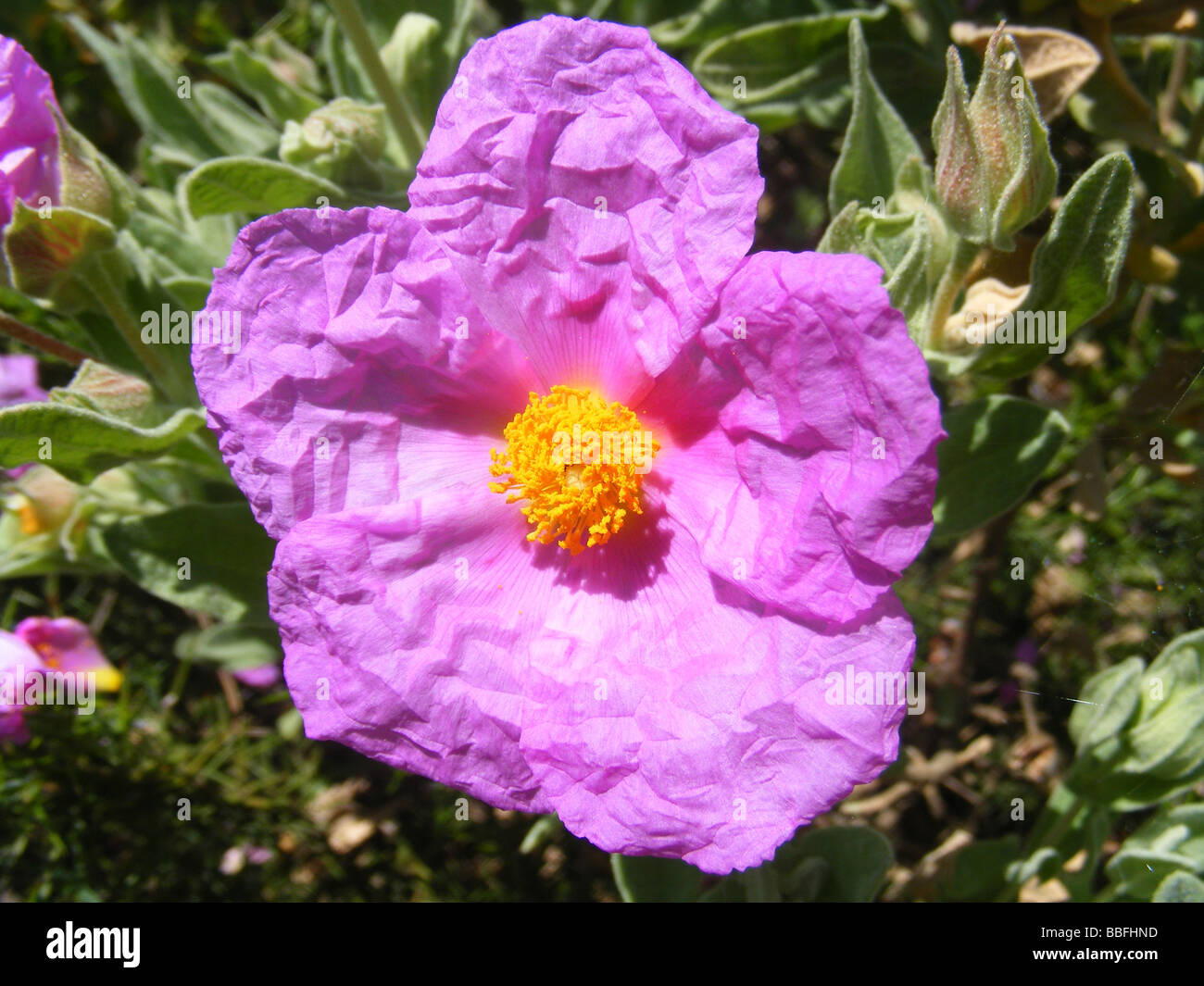 Cistus, (Cistus crispus), Sierra de la Forada, Alicante Province ...