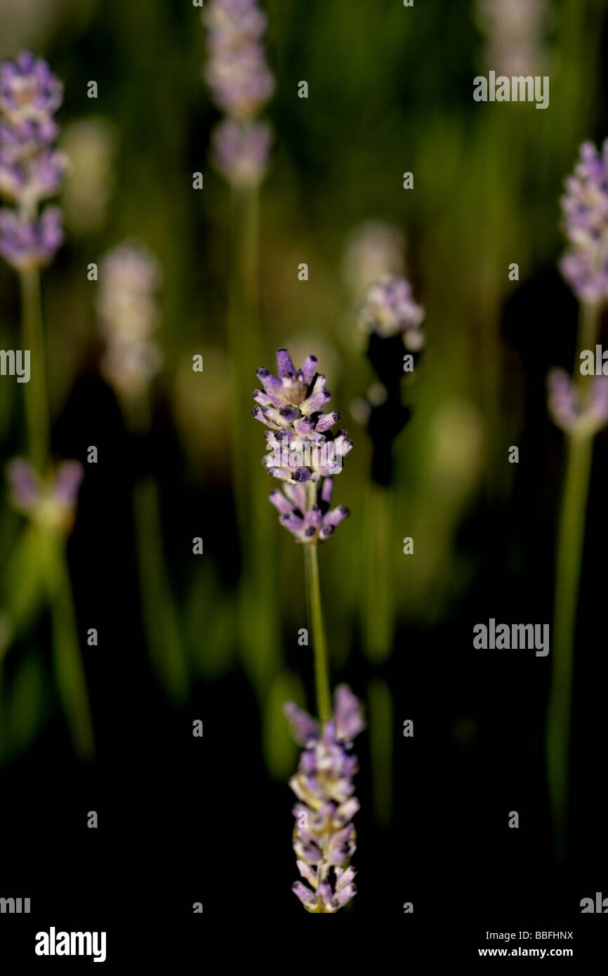 Lavender spring shoots hi-res stock photography and images - Alamy