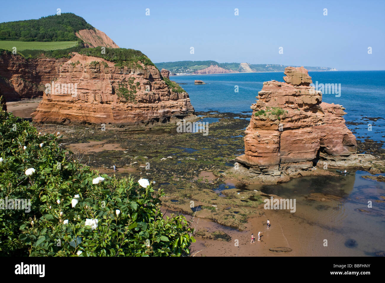 red sandstone sea stacks ladram bay from coastal footpath south devon ...