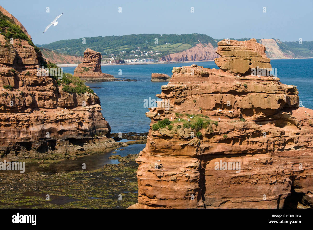 red sandstone sea stacks ladram bay from coastal footpath south devon ...