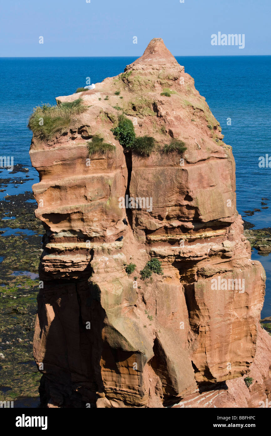 red sandstone sea stacks ladram bay from coastal footpath south devon ...