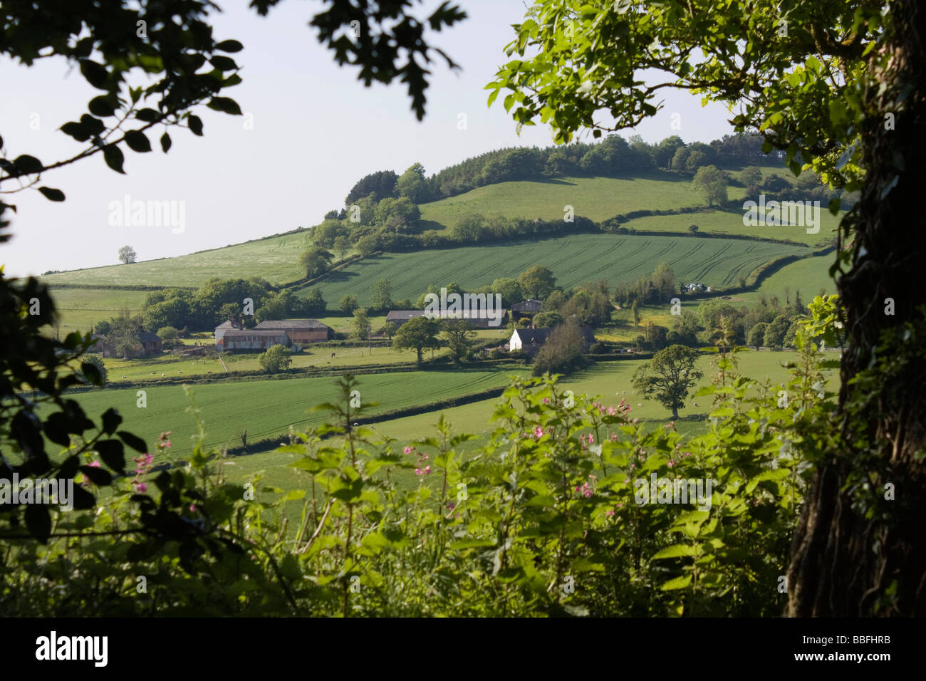 south devon rolling countryside summer england uk gb Stock Photo - Alamy