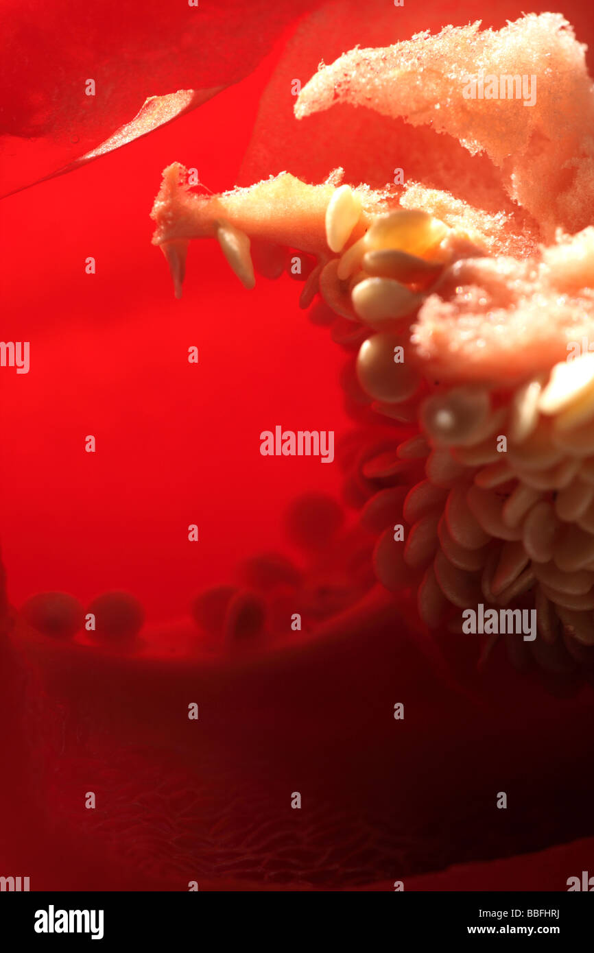 Inside a Red Pepper, showing white seeds Stock Photo - Alamy
