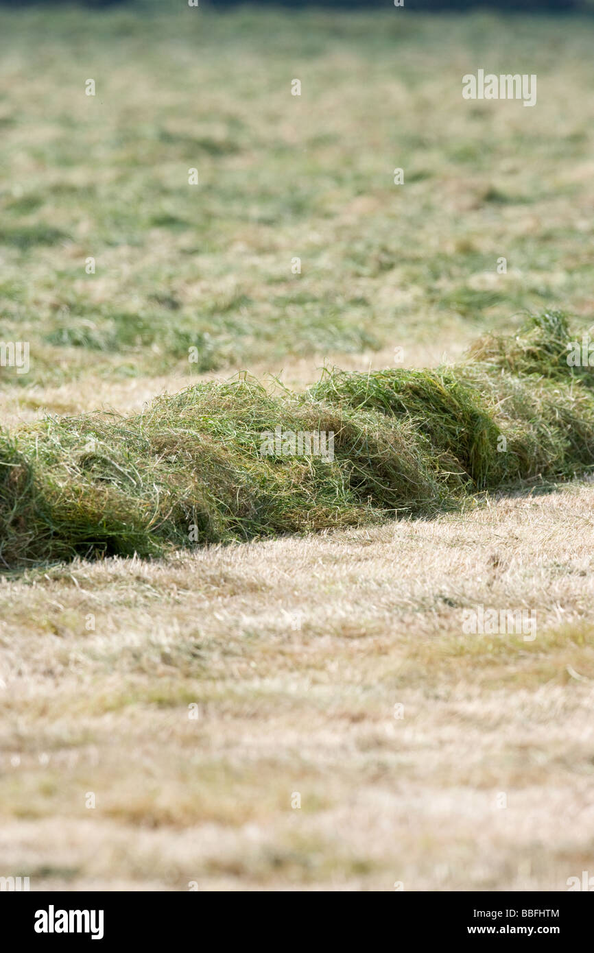 Silage grass hi-res stock photography and images - Alamy