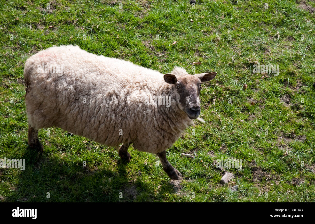 Aerial Photograph Adult Female Sheep Stock Photo - Alamy