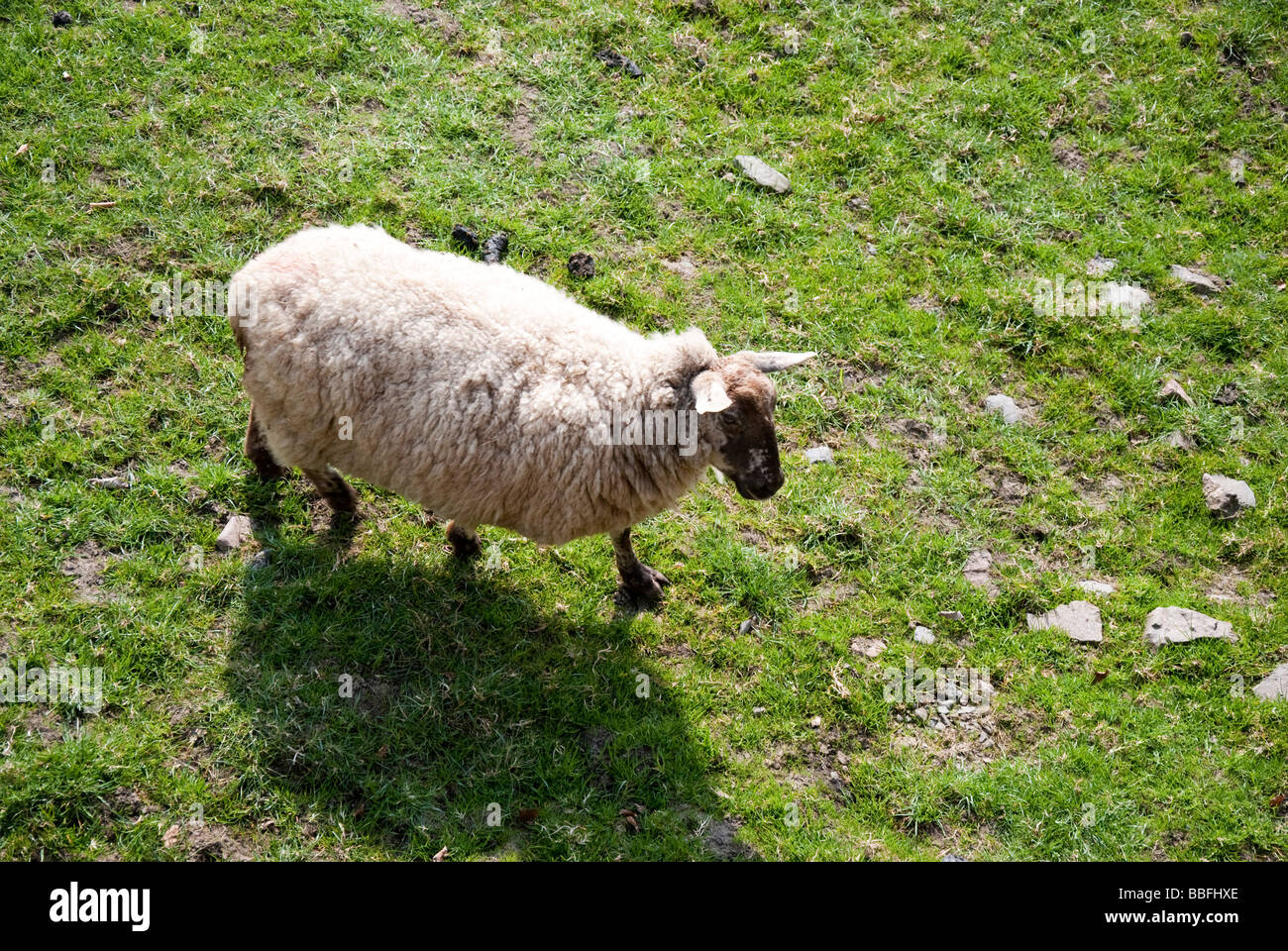 Adult sheep hi-res stock photography and images - Alamy