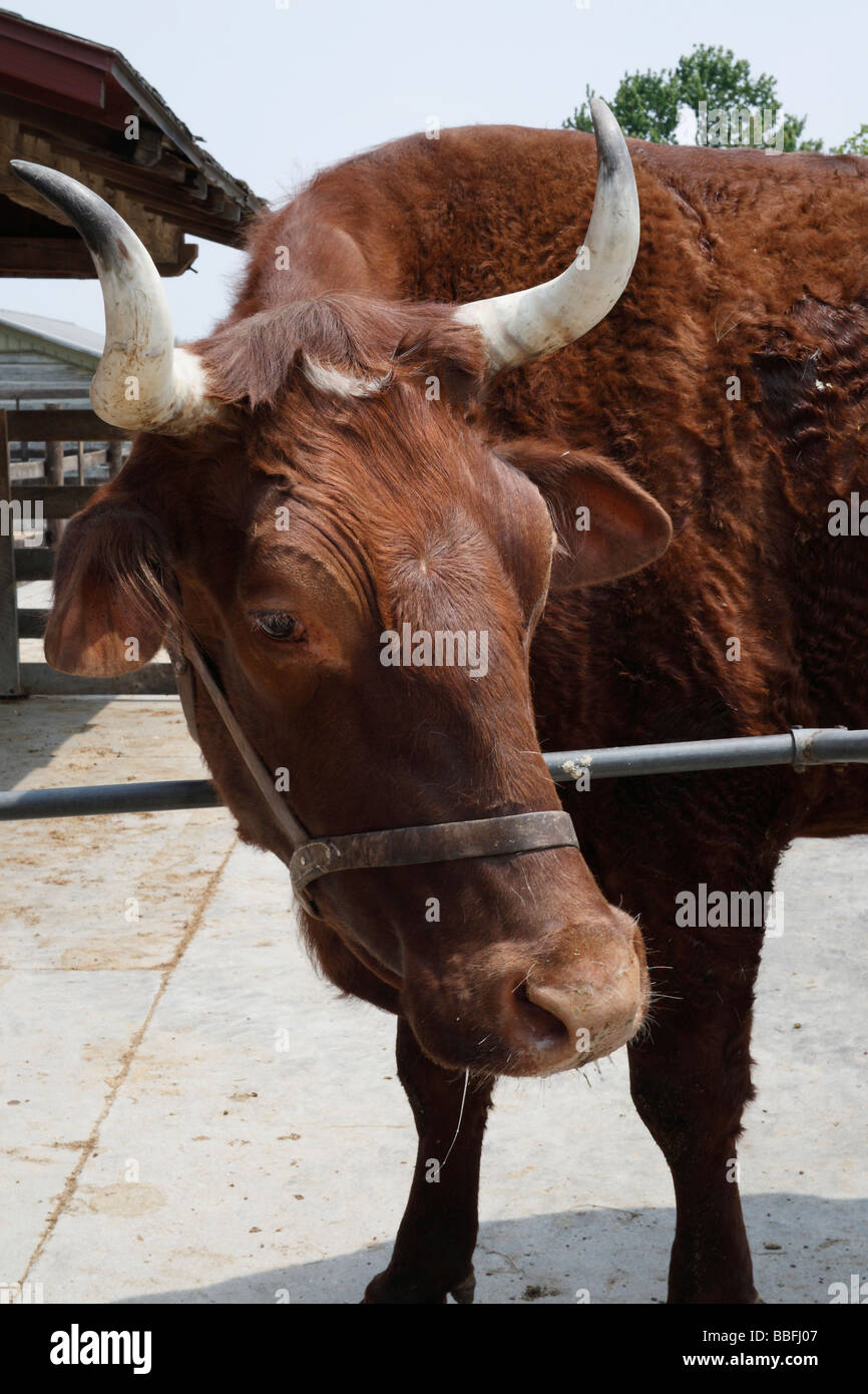 Bull hi res hi-res stock photography and images - Alamy