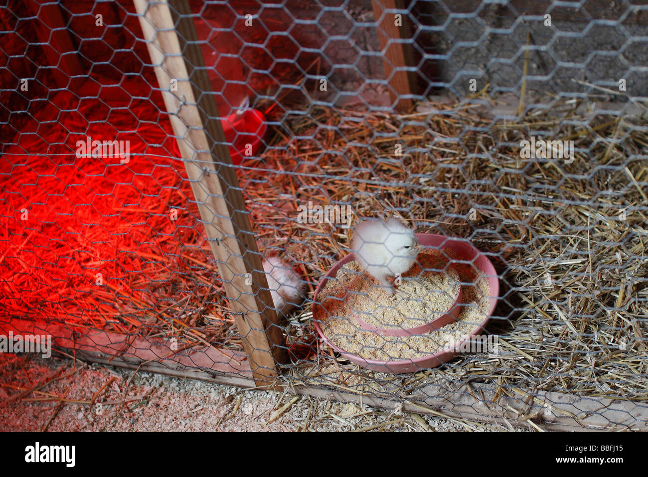 The chicken farm with an incubator for hatching chicks domestic animals ...