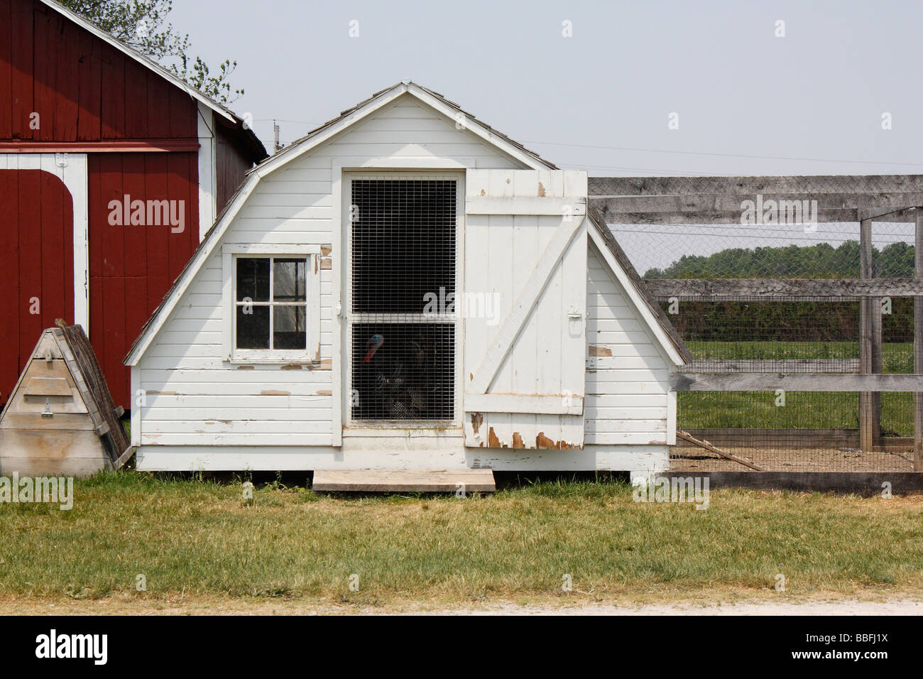 Chicken hi res hi-res stock photography and images - Alamy