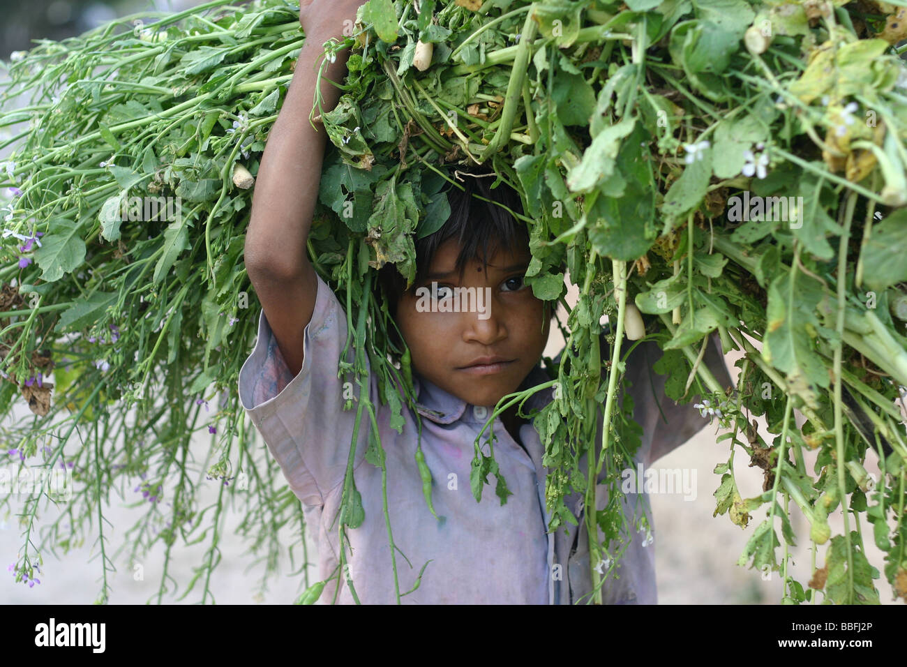Child labour india hi-res stock photography and images - Alamy