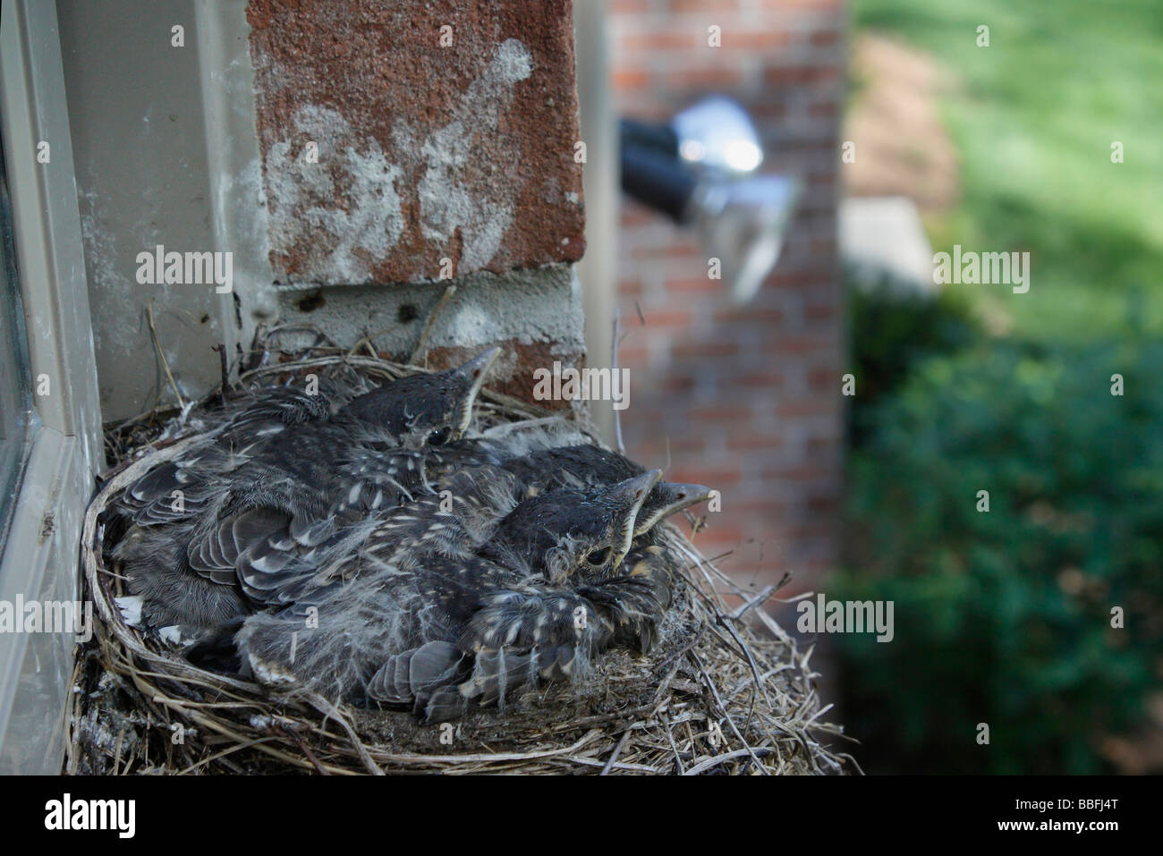Two newborn American Robin birds on nest on the windowsill nobody from above hi-res Stock Photo ...