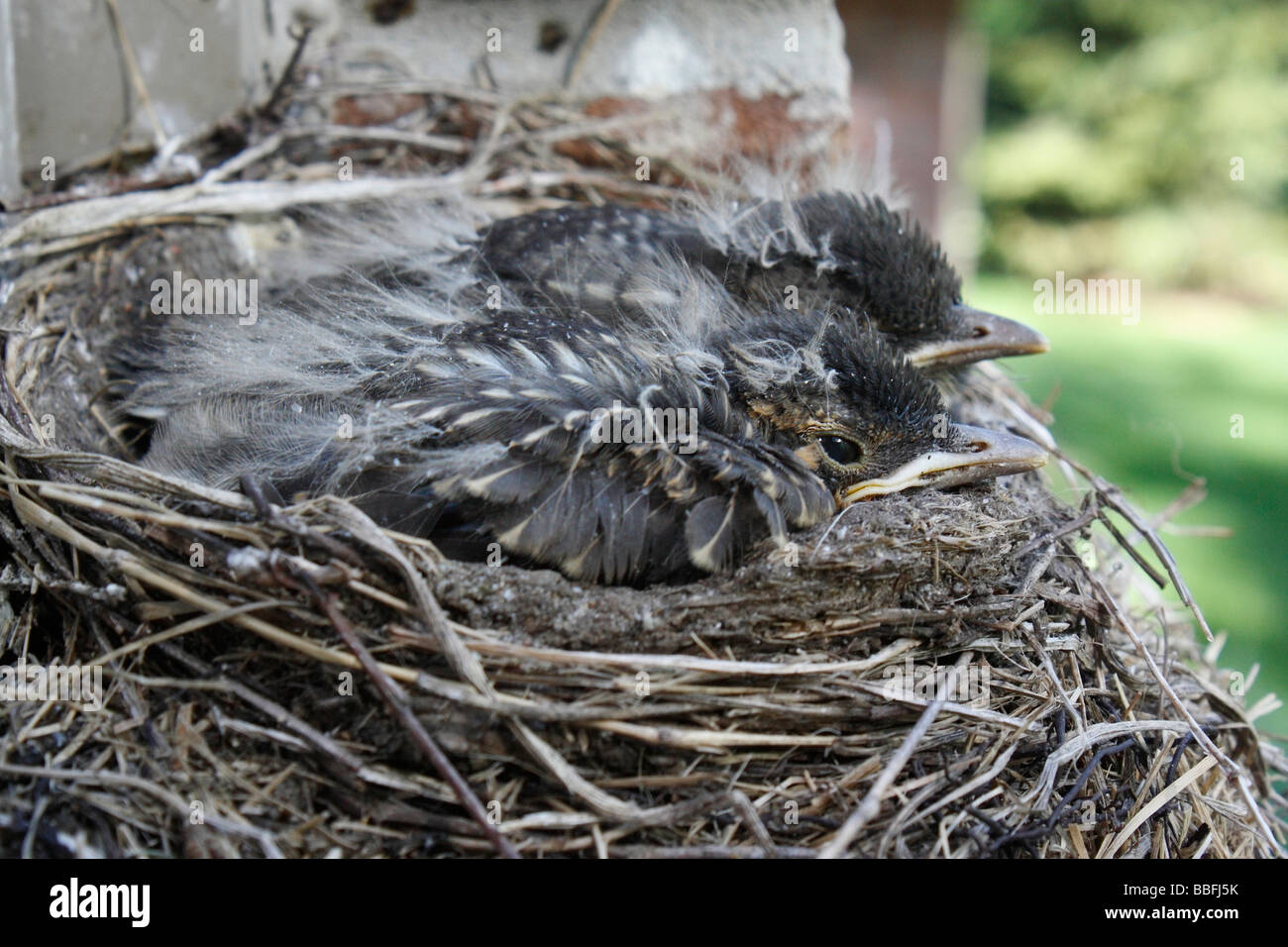 Two newborn American Robins birds on nest the window sill building from ...