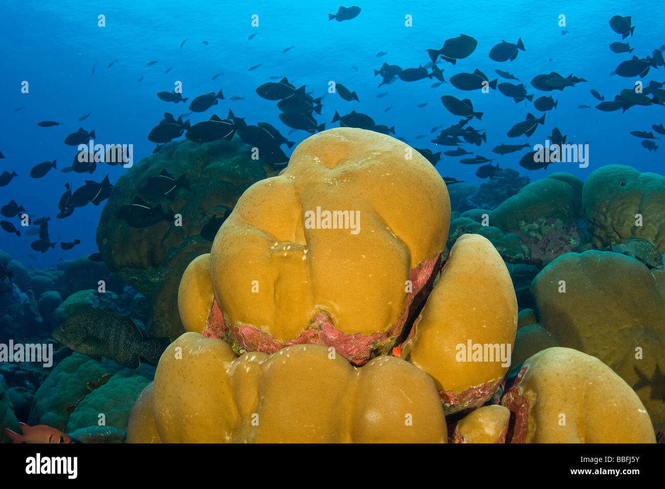 Coral Reef Clipperton Island France Mexico Stock Photo - Alamy