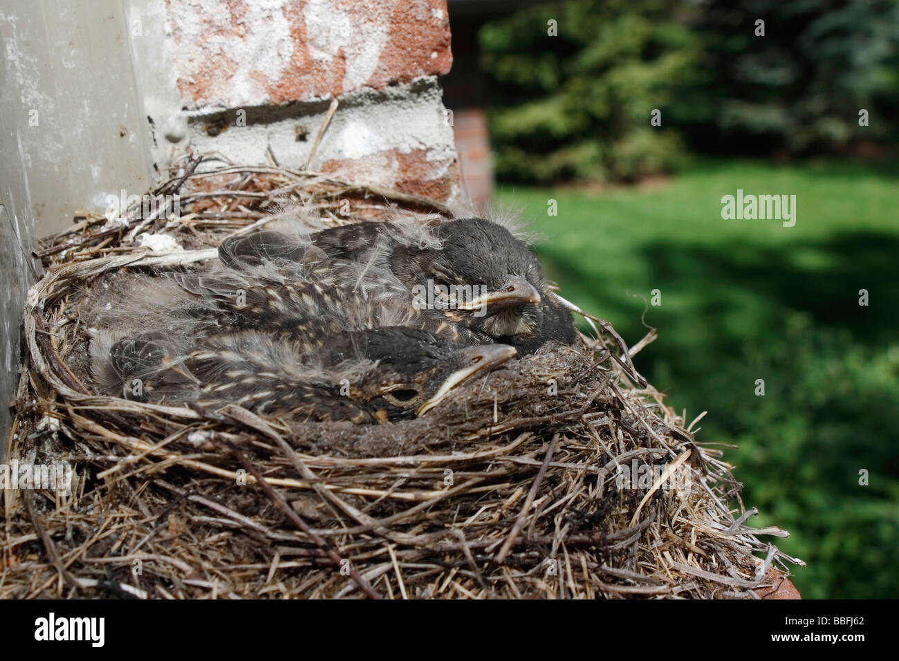 Sill hi res hi-res stock photography and images - Alamy