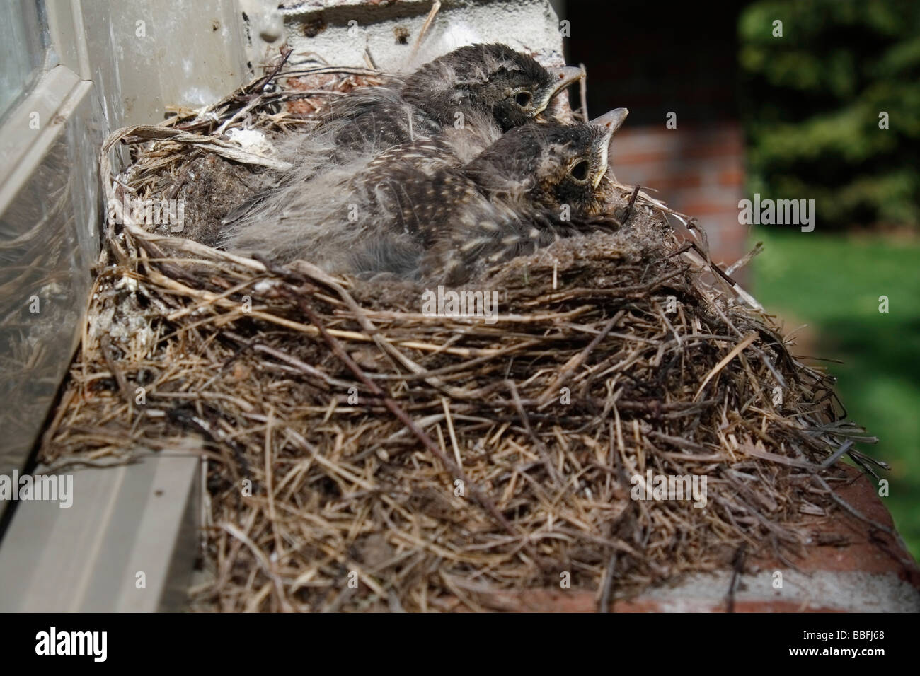 Sill hi res hi-res stock photography and images - Alamy