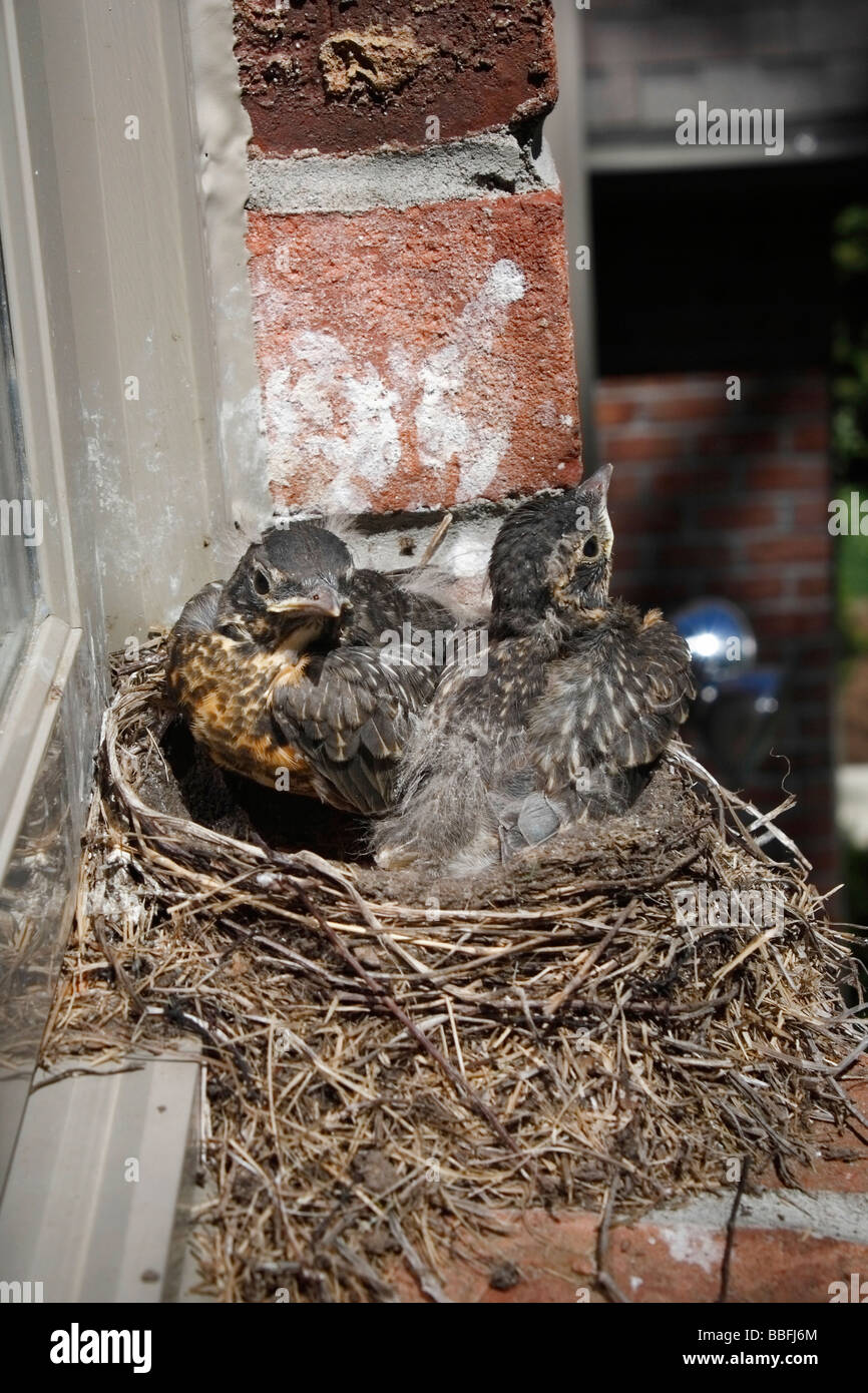Two newborn American Robin birds on nest on the window sill close up of ...