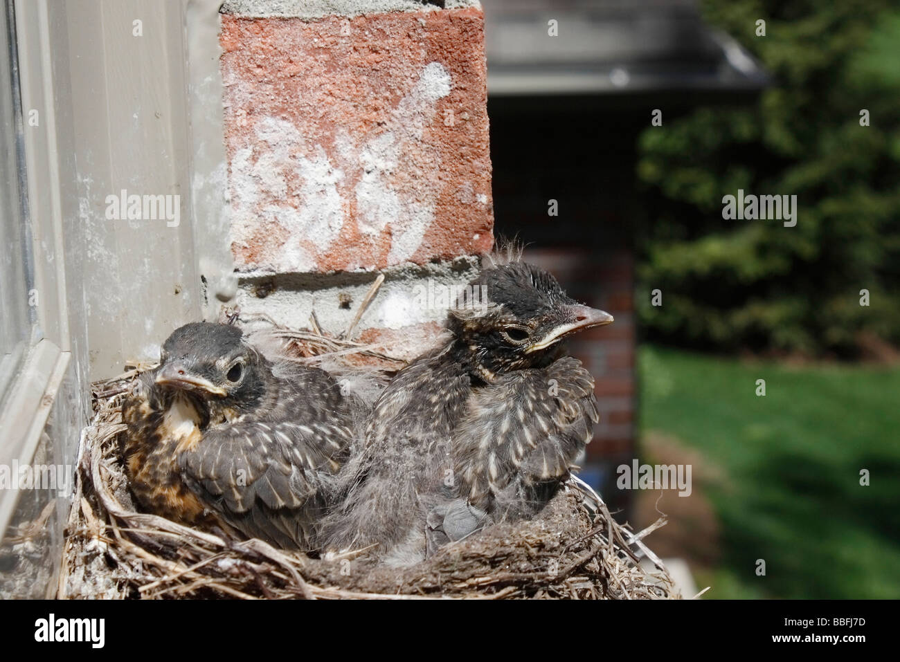 American robin photos hi-res stock photography and images - Alamy