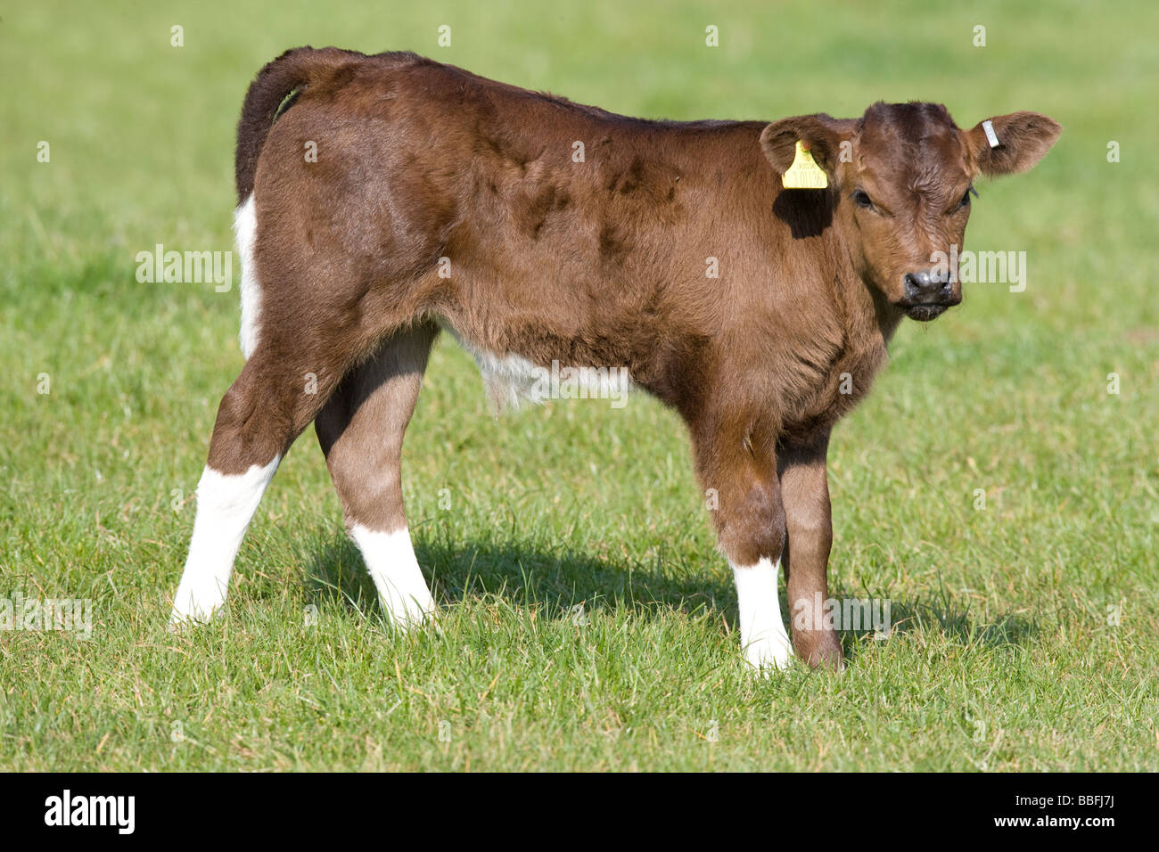 Young Crossbred Beef Calf Stock Photo - Alamy
